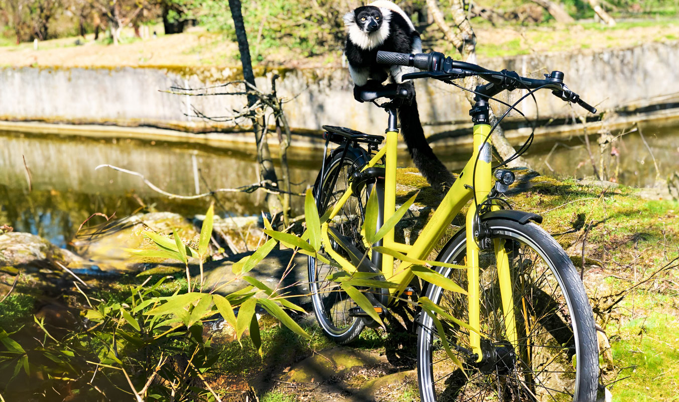 City Lite 2 - MaxCycles